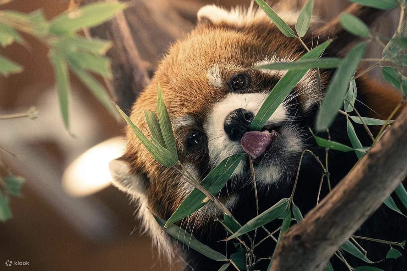 [Summer Limited] Atami Kinomiya Shrine, Izu Omuroyama, Cactus Zoo, and ...